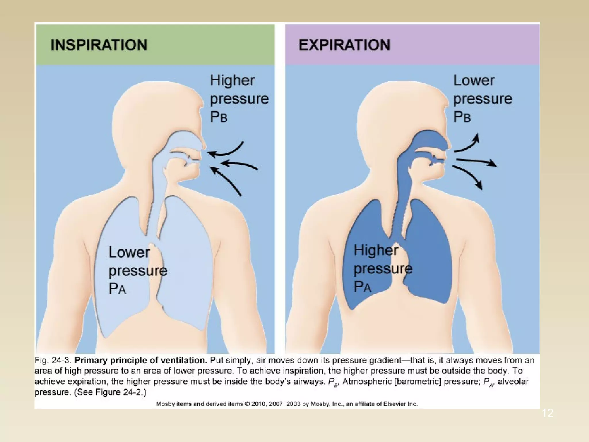 Respiratory #1, Pulmonary Ventilation - Physiology | PPT