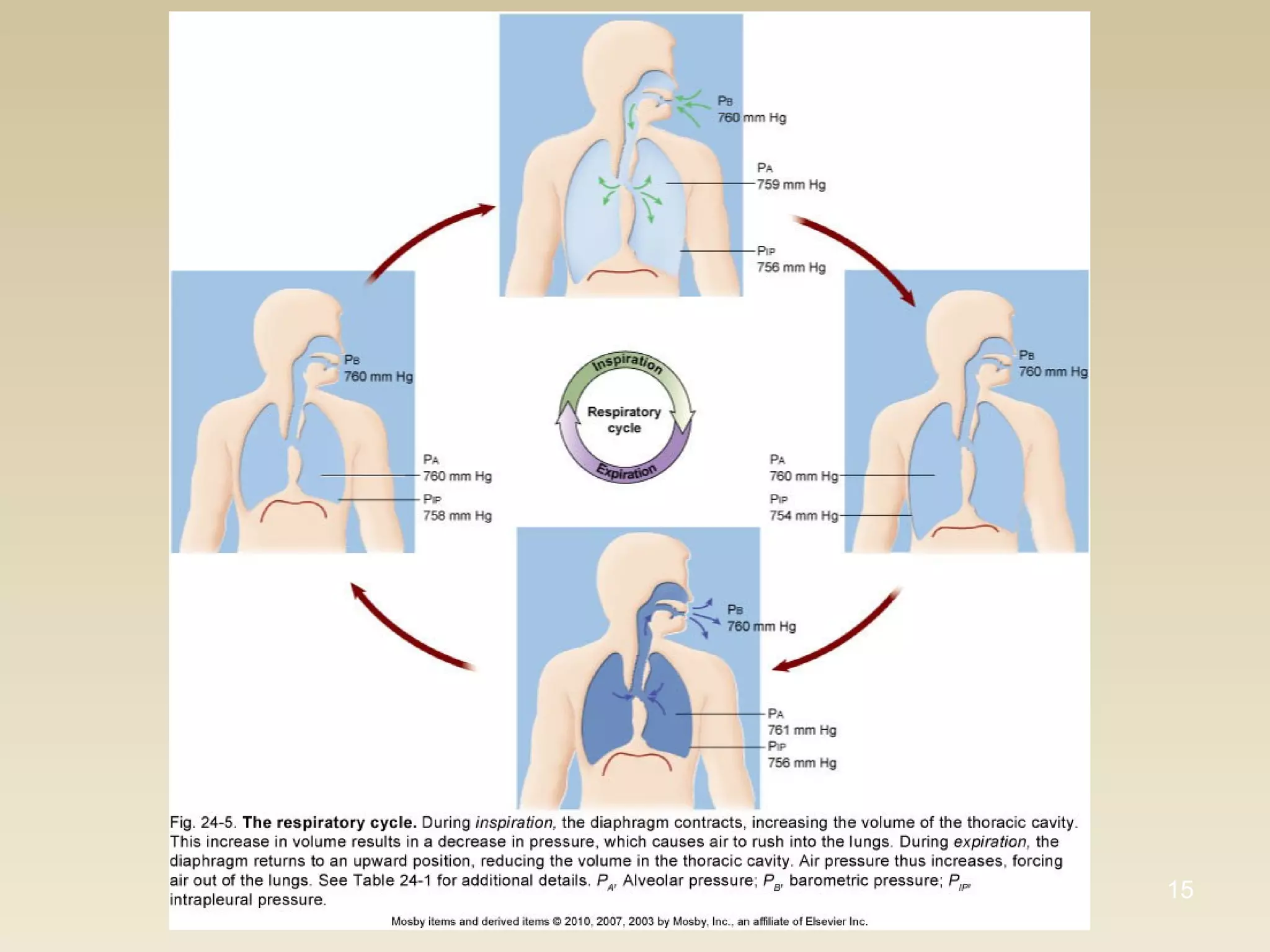 Respiratory #1, Pulmonary Ventilation - Physiology | PPT