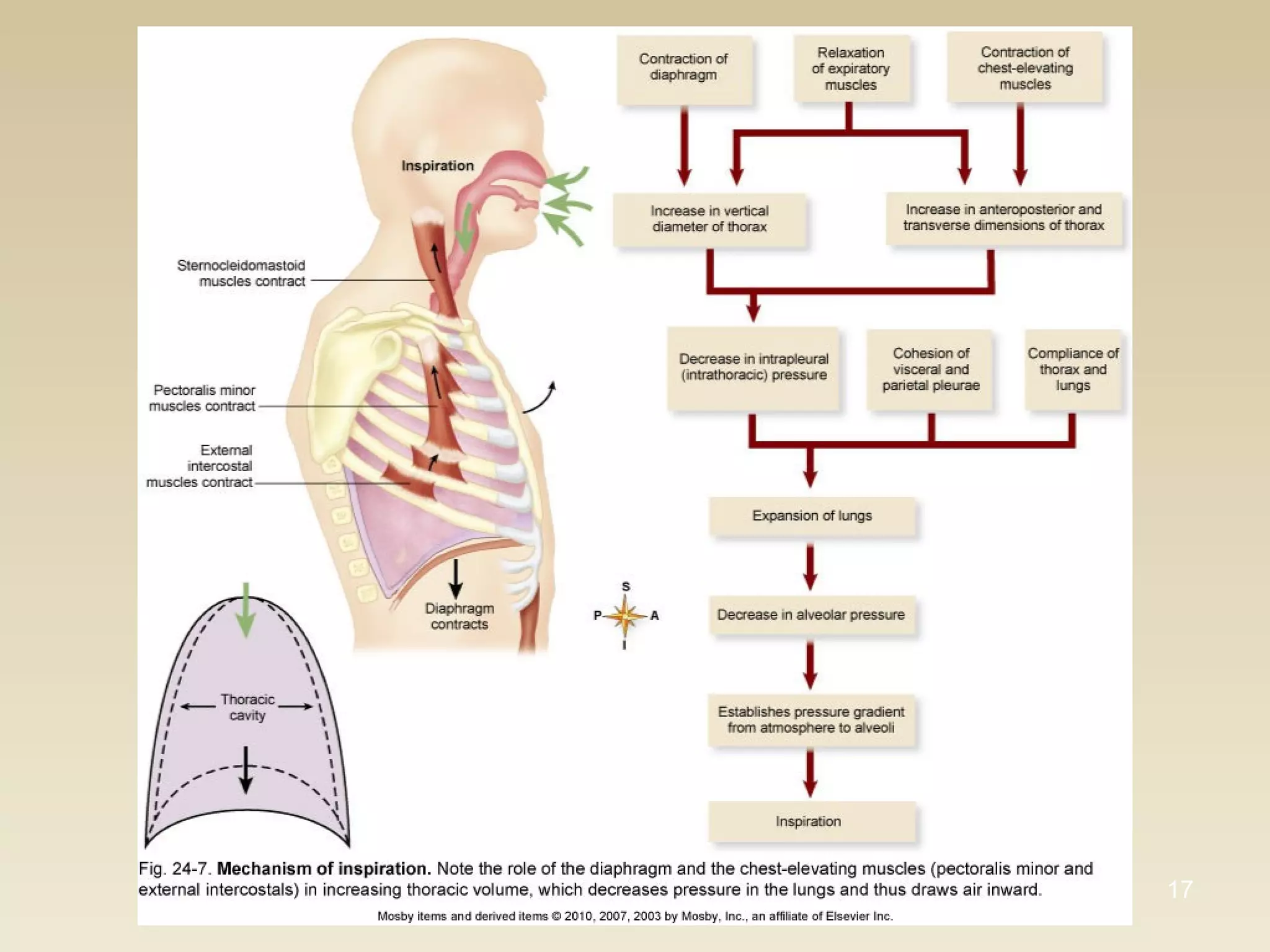 Respiratory #1, Pulmonary Ventilation - Physiology | PPT