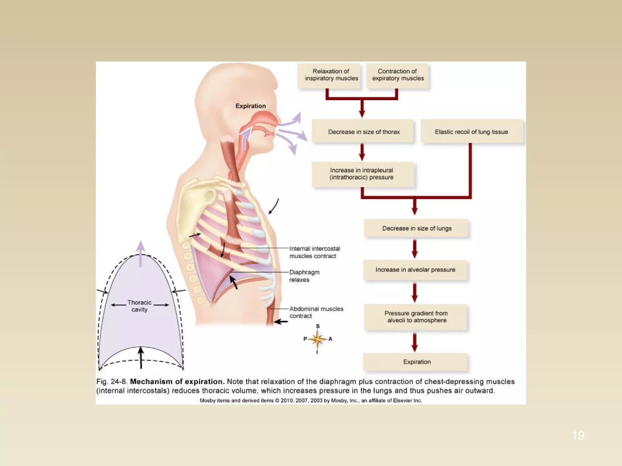 Respiratory #1, Pulmonary Ventilation - Physiology | PPT