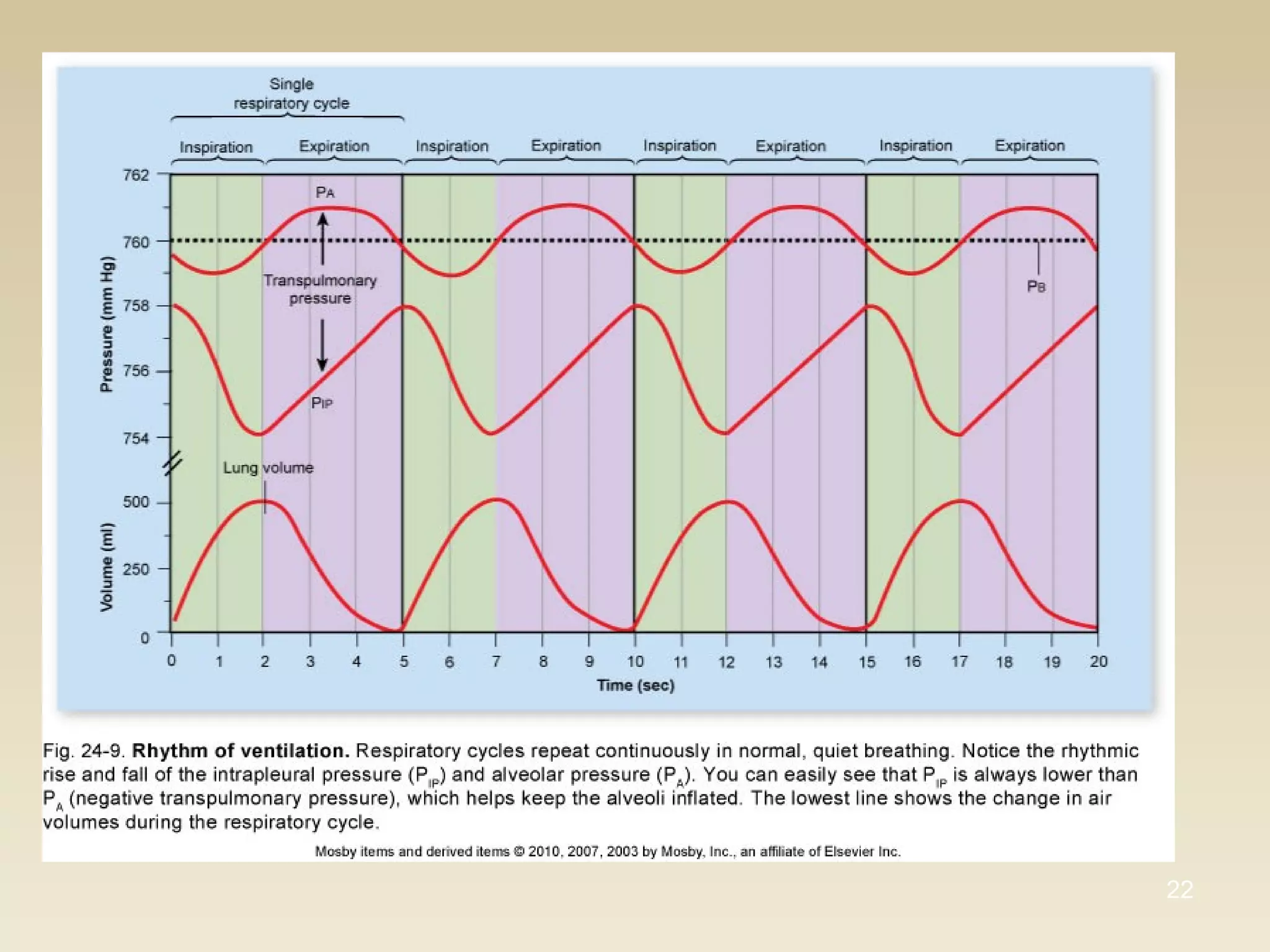 Respiratory #1, Pulmonary Ventilation - Physiology | PPT