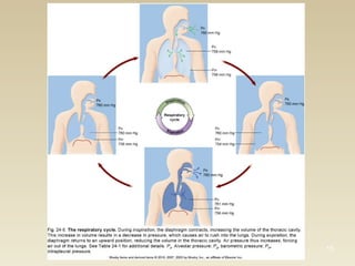 Respiratory #1, Pulmonary Ventilation - Physiology | PPT