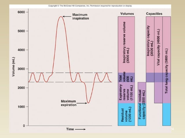 Respiratory #1, Pulmonary Ventilation - Physiology