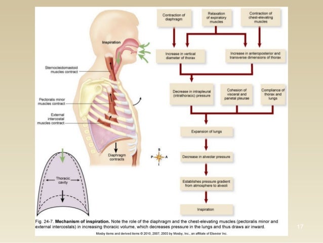 Respiratory #1, Pulmonary Ventilation - Physiology