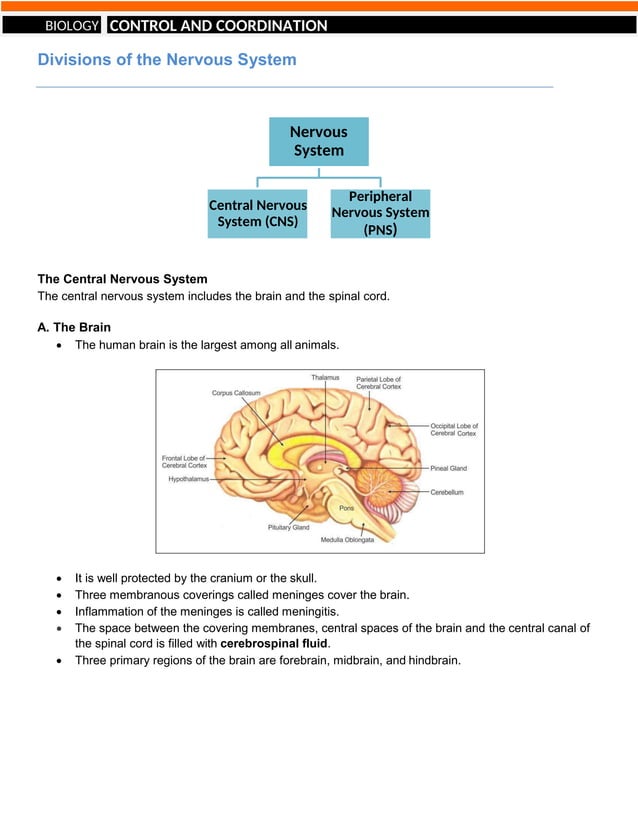 CBSE - Grade 10 - Science - Biology - Ch 2 - Control and Coordination ...