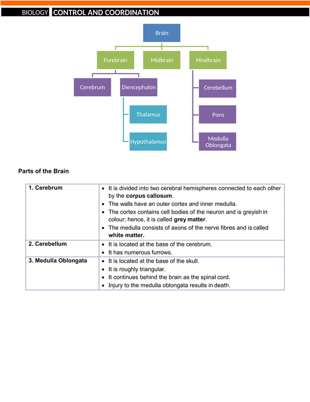 CBSE - Grade 10 - Science - Biology - Ch 2 - Control and Coordination ...