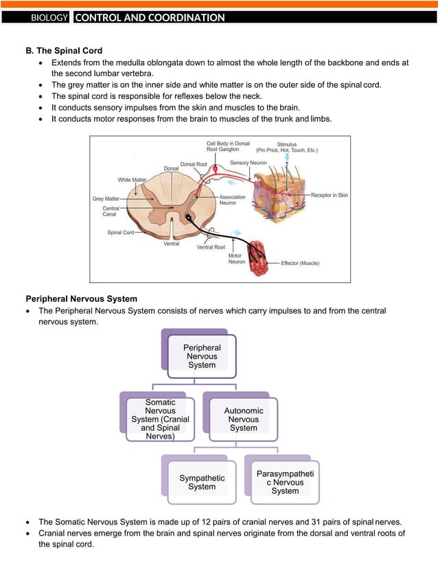 CBSE - Grade 10 - Science - Biology - Ch 2 - Control and Coordination ...