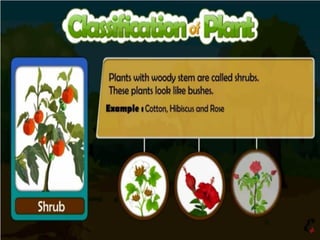 CHAPTER -2 PLANTS-III.pdf