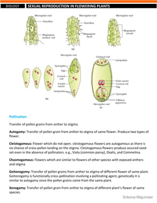 CBSE - Grade 12 - Science - Biology - Ch -2 - Sexual Reproduction In ...