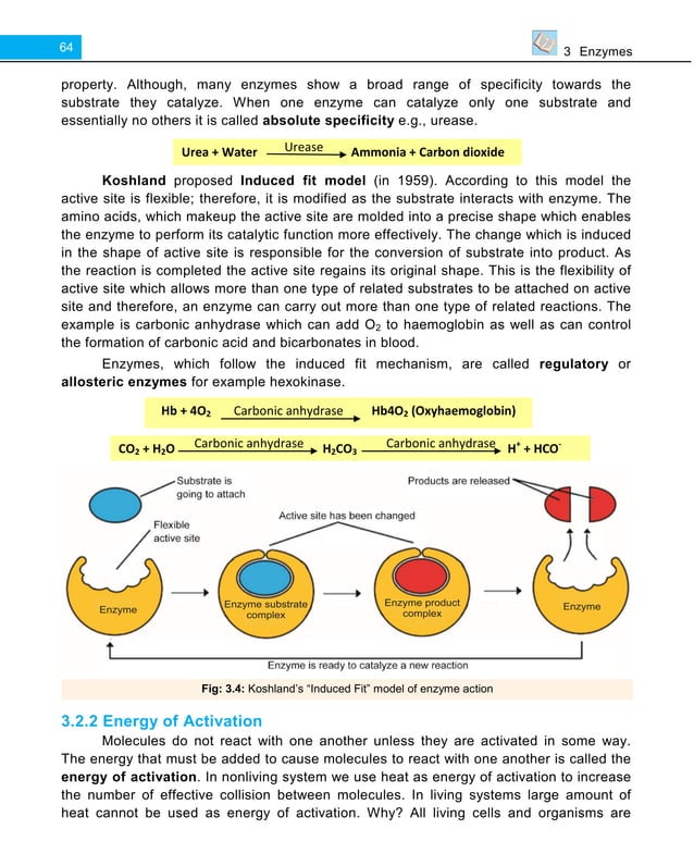 Chapter-3-Biology-11-Class-Federal-Board.pdf