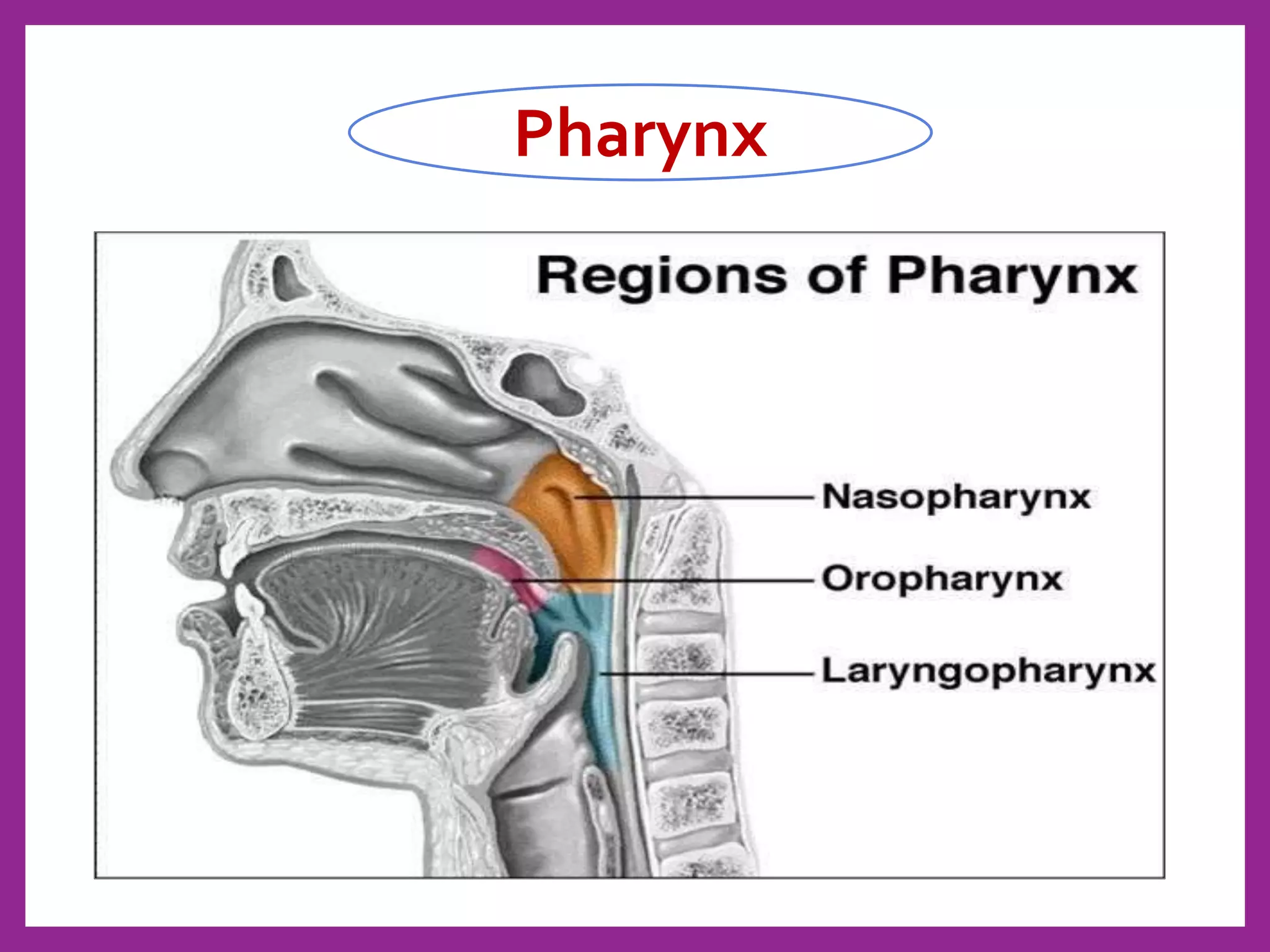 Chapter 3-pharynx +esophagus | PPTX