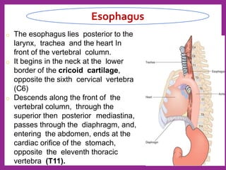 Chapter 3-pharynx +esophagus | PPTX