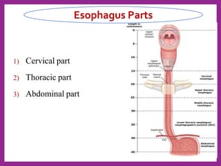 Chapter 3-pharynx +esophagus | PPTX