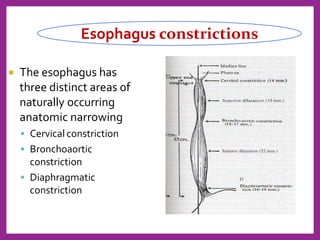 Chapter 3-pharynx +esophagus | PPTX