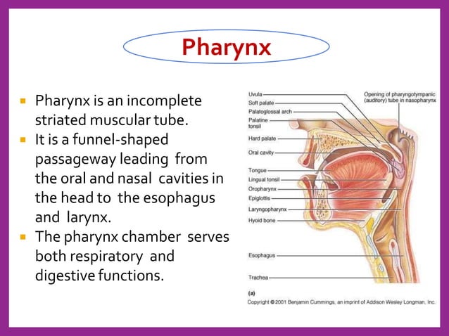 Chapter 3-pharynx +esophagus | PPT