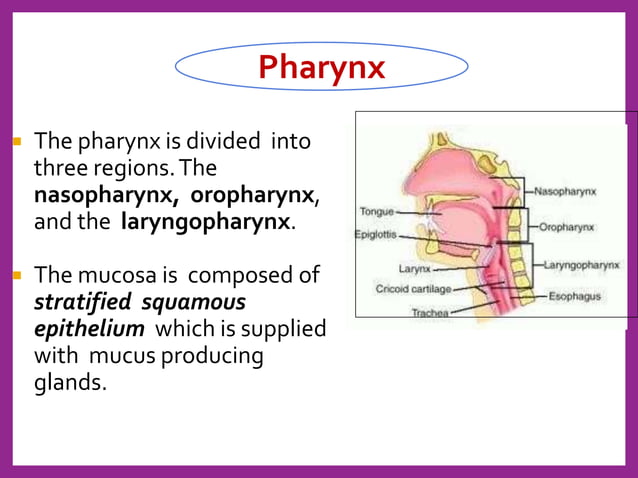 Chapter 3-pharynx +esophagus | PPT