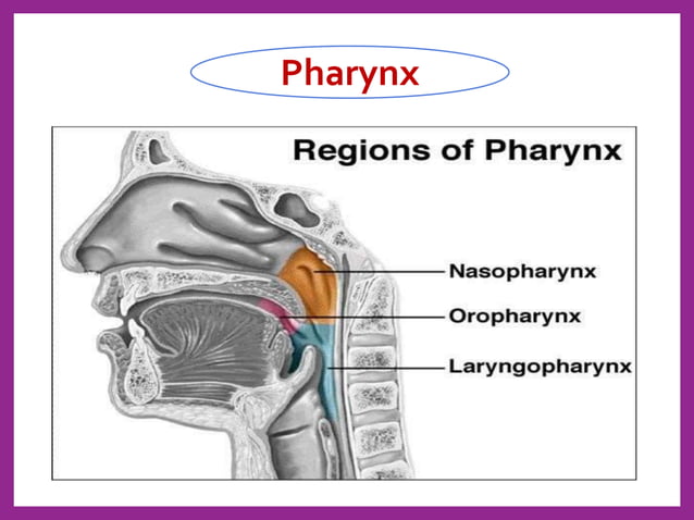 Chapter 3-pharynx +esophagus | PPT