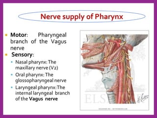 Chapter 3-pharynx +esophagus | PPTX