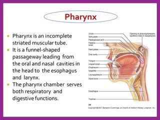 Pharynx And Esophagus Diagram