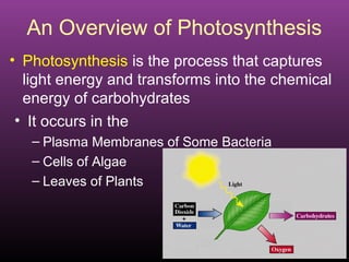 Chapter 3-photosynthesis aa | PPT