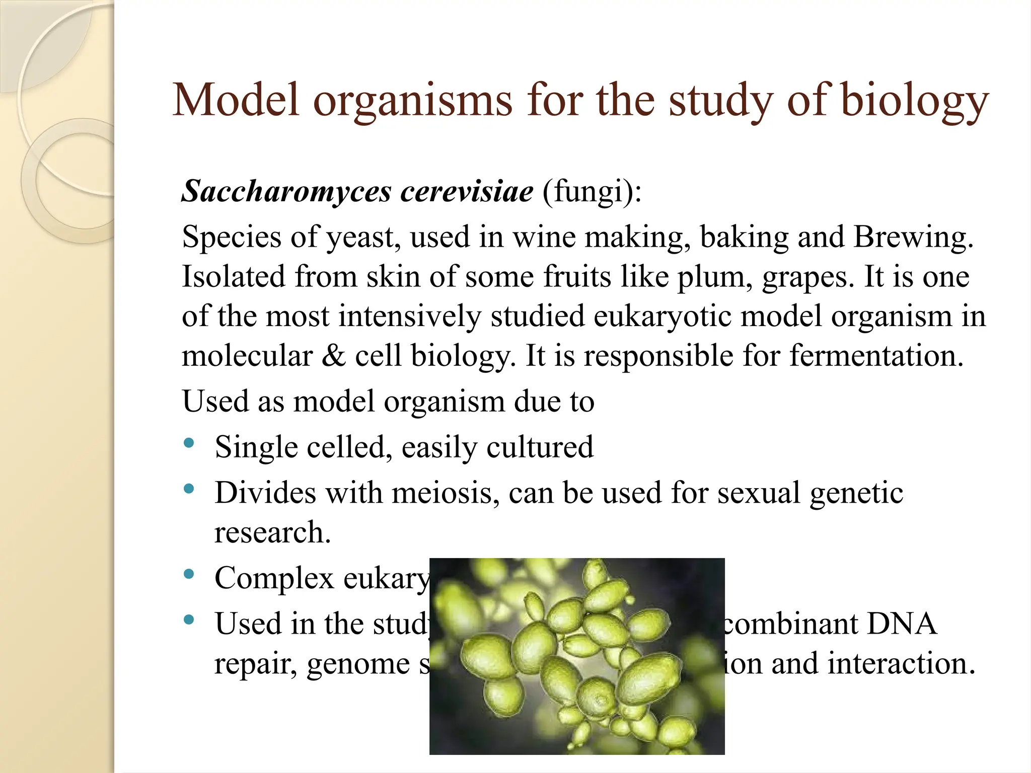 Chapter-3,Biology-classification.pptx bio | PPTX | Biological Sciences ...