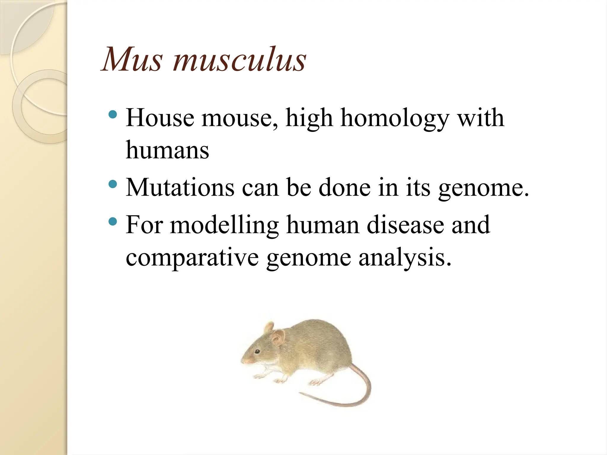 Chapter-3,Biology-classification.pptx bio | PPTX