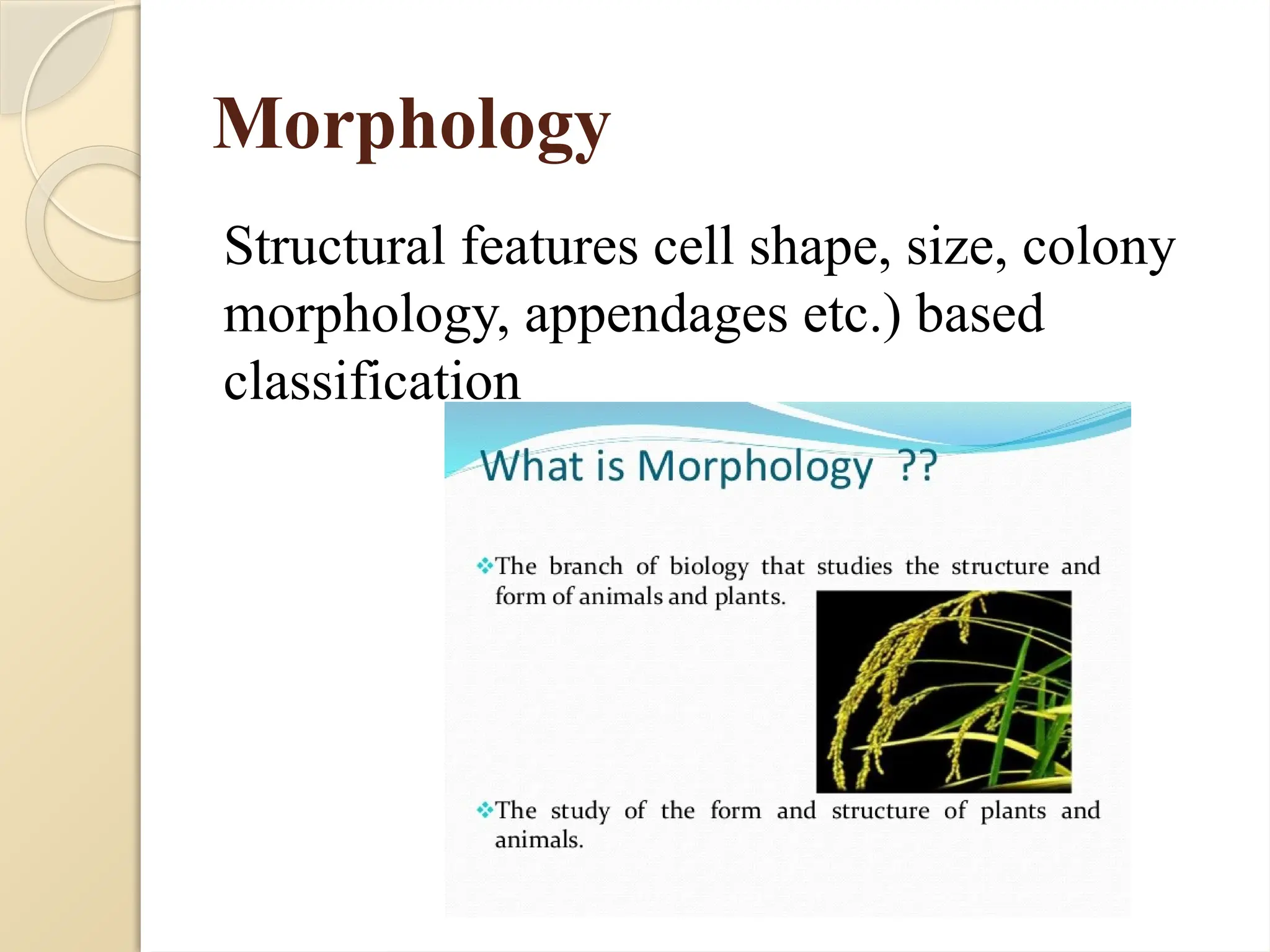 Chapter-3,Biology-classification.pptx bio | PPTX