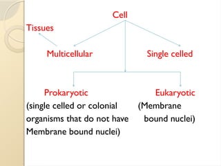 Chapter-3,Biology-classification.pptx bio | PPTX