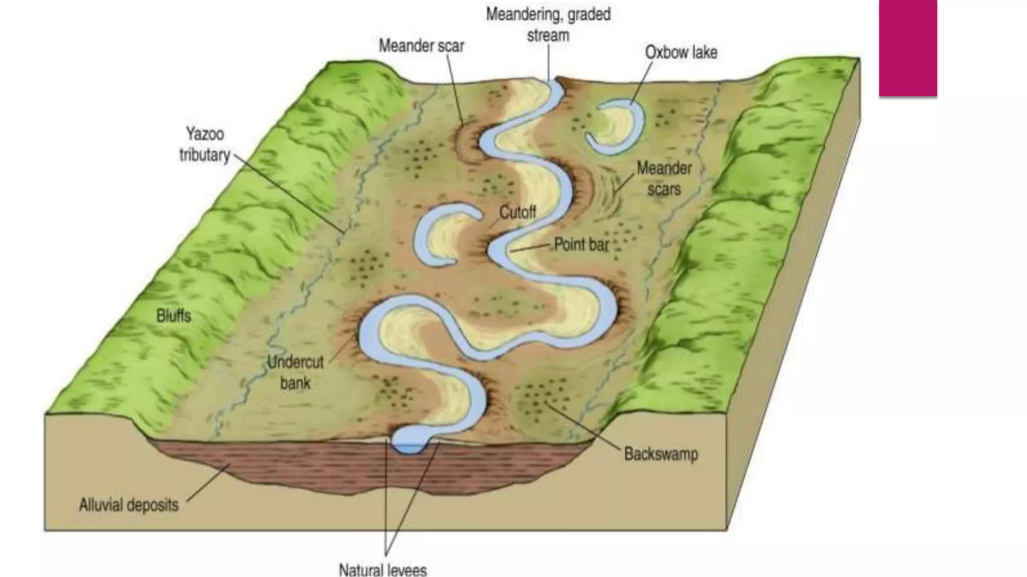 Drainage System CLASS XI PPT | PPTX