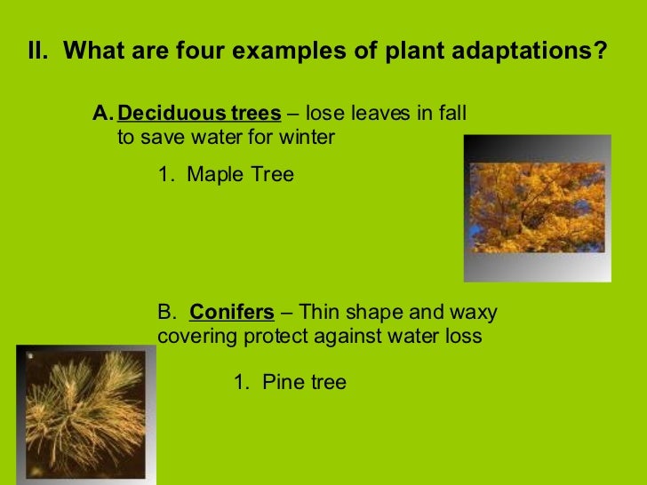 Plant Adaptations Plant Adaptations
