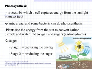 Chapter 4 Notes | PPT | Biological Sciences | Science