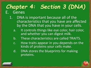Chapter 4 section 3 (dna) | PPTX