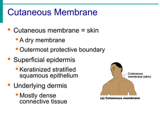 anatomy and physiology Skin Body Membranes | PPTX