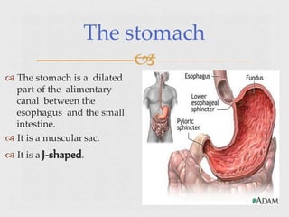 Chapter 4-stomach | PPTX