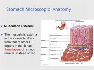 Chapter 4-stomach | PPTX