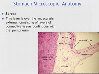 Chapter 4-stomach | PPTX