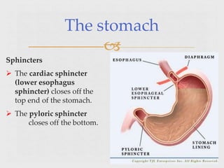 Chapter 4-stomach | PPTX