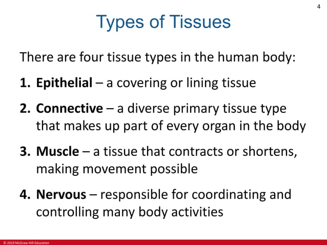 CHAPTER-4-TISSUES.pdf