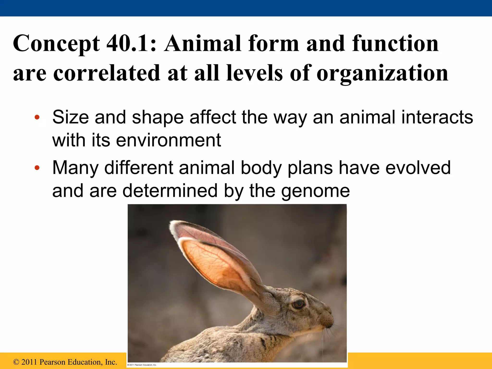 Chapter 40-animal-form-function-2014 | PPT Chapter 40-animal-form-function-2014 | PPT