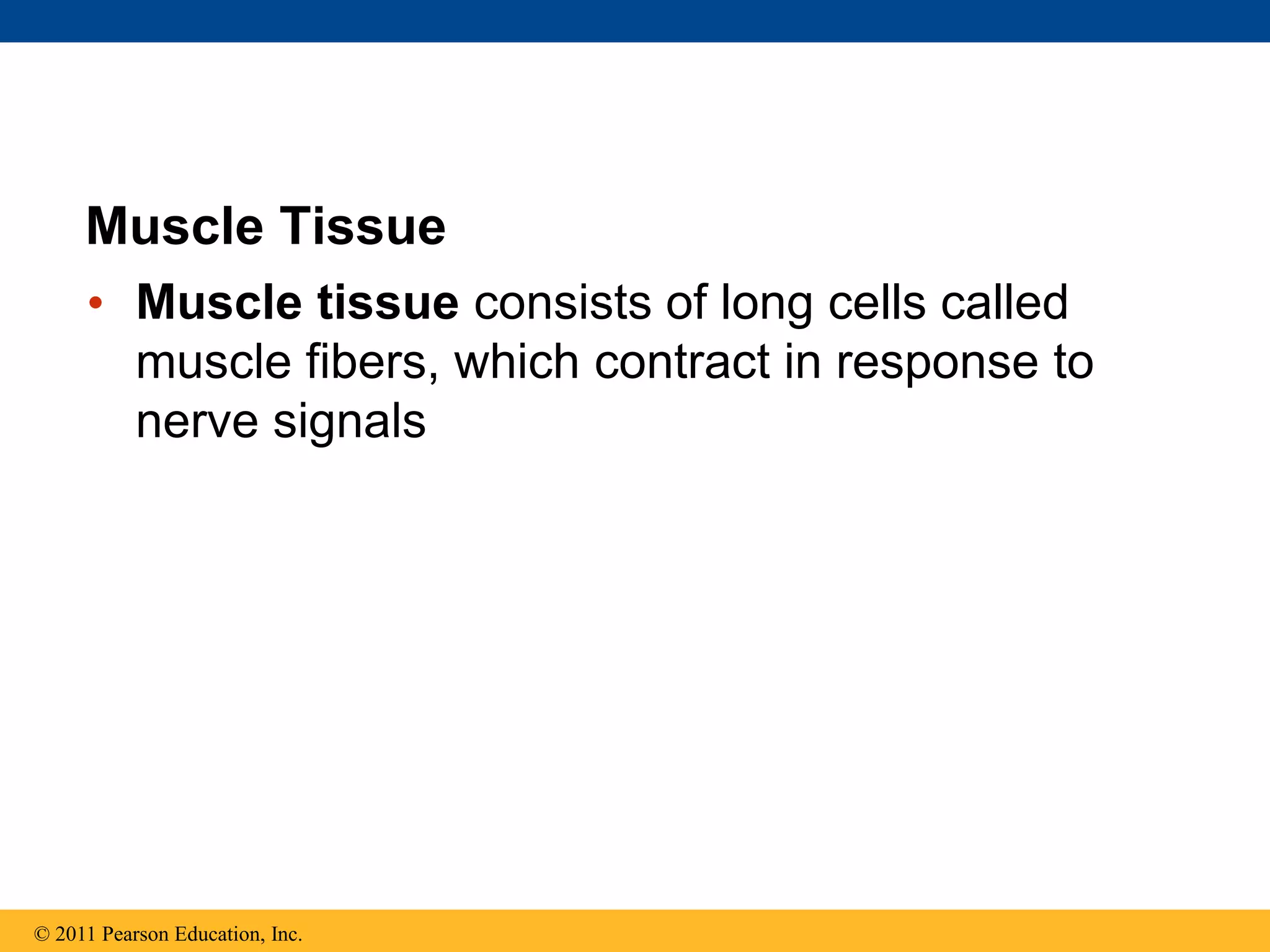 Chapter 40-animal-form-function-2014 | PPT Chapter 40-animal-form-function-2014 | PPT