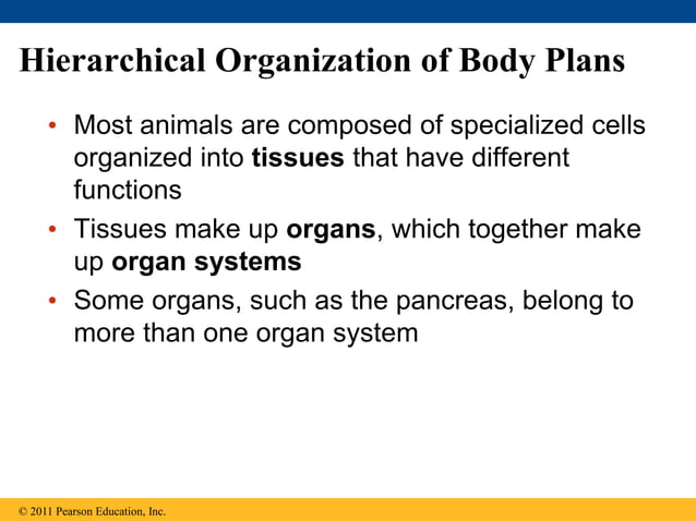 Chapter 40-animal-form-function-2014 | PPT Chapter 40-animal-form-function-2014 | PPT