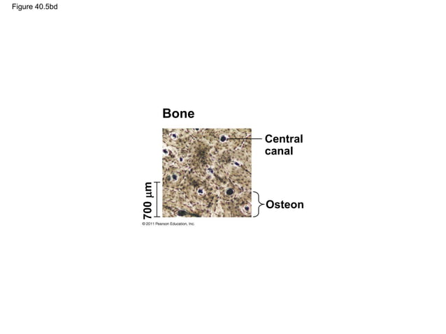 Chapter 40-animal-form-function-2014 | PPT Chapter 40-animal-form-function-2014 | PPT