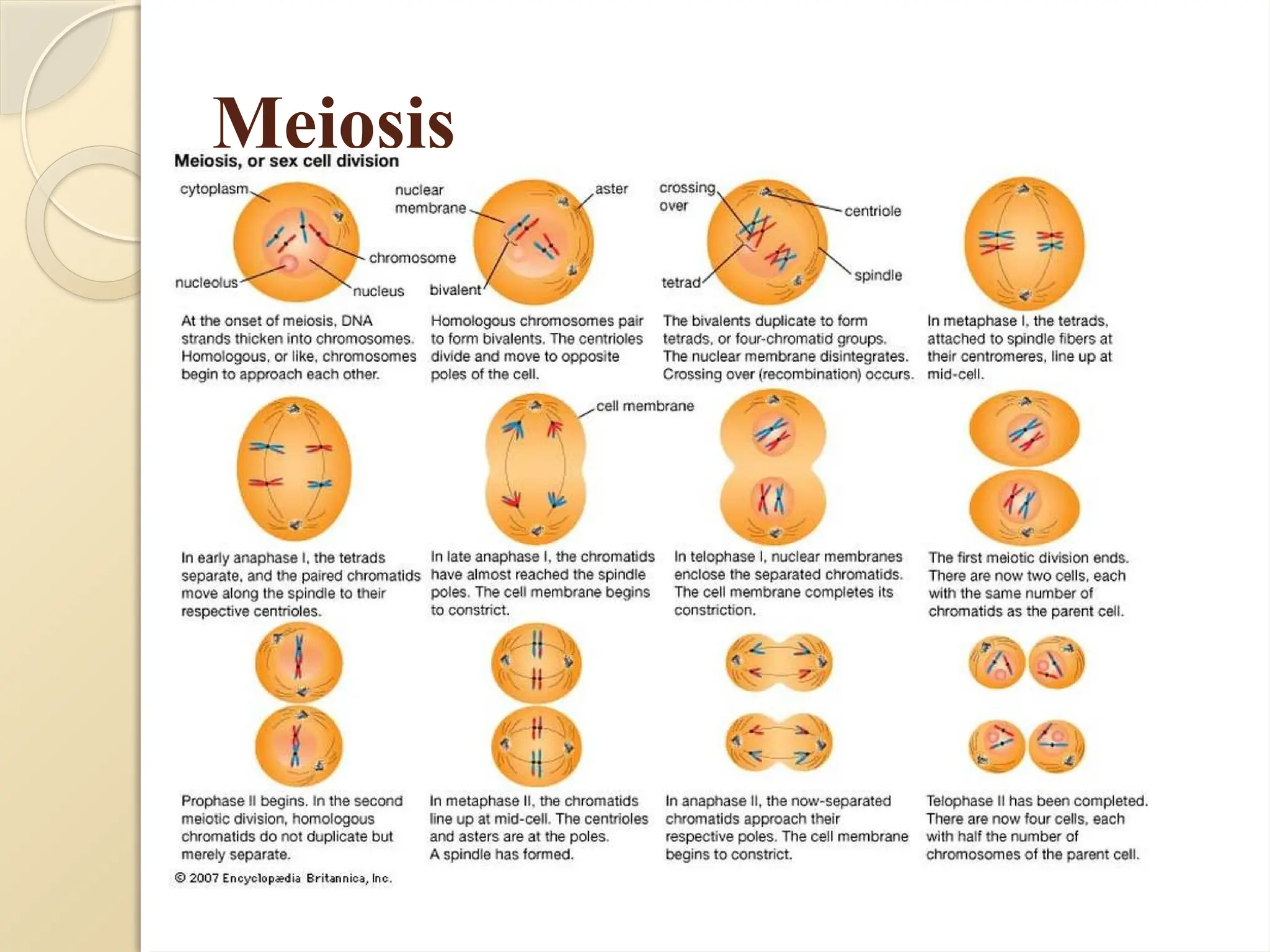 Chapter-4, Biology- Genetics.pptx biology | PPT