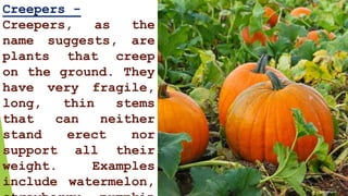 Chapter-4 EVS.. Plants , parts of plants | PPTX