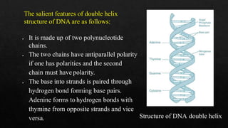 Biochemistry and clinical pharmacy Chapter -5 Nucleic acid | PPTX ...