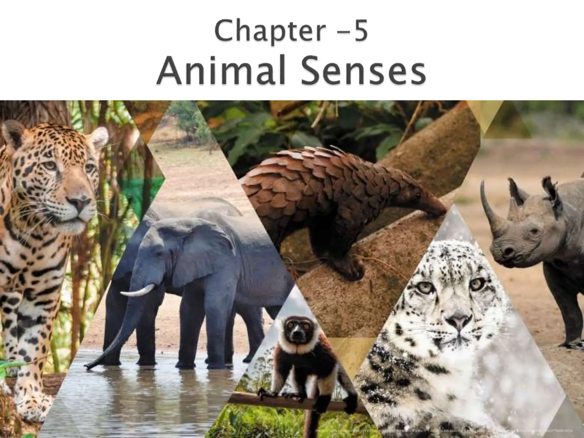 Communication in animals by using their senses | PPTX