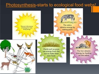 Chapter-5-Photosynthesis.pptx