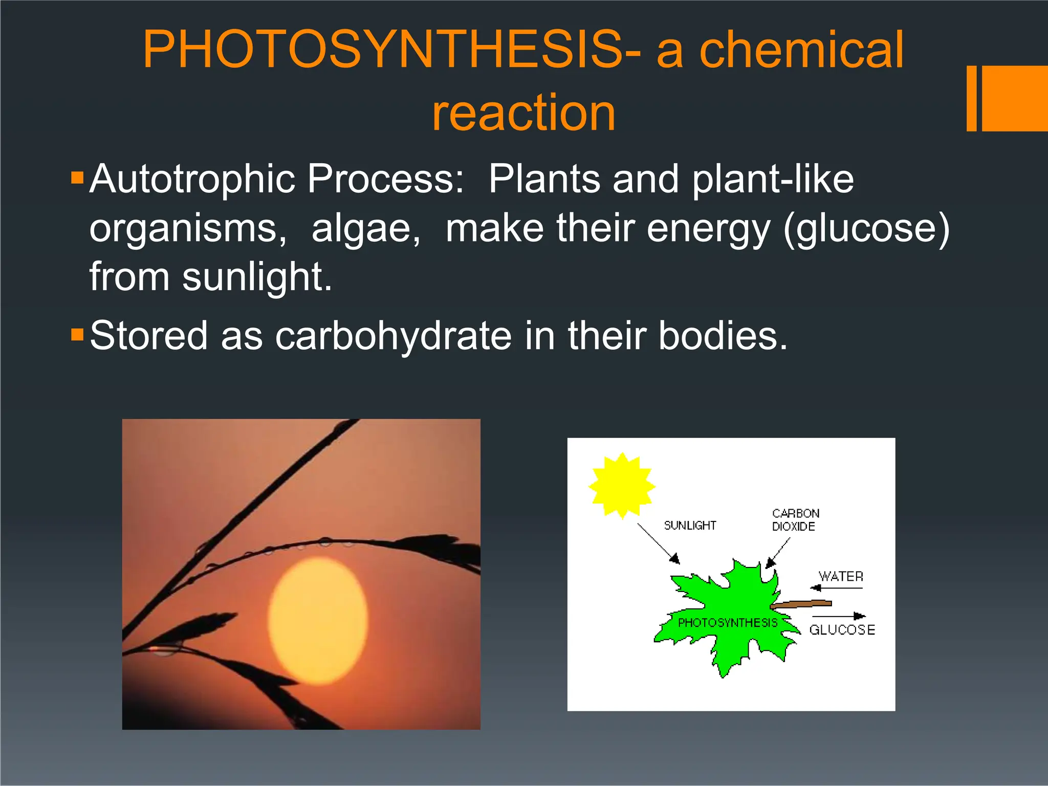 Chapter-5-Photosynthesis stages and growth | PPT