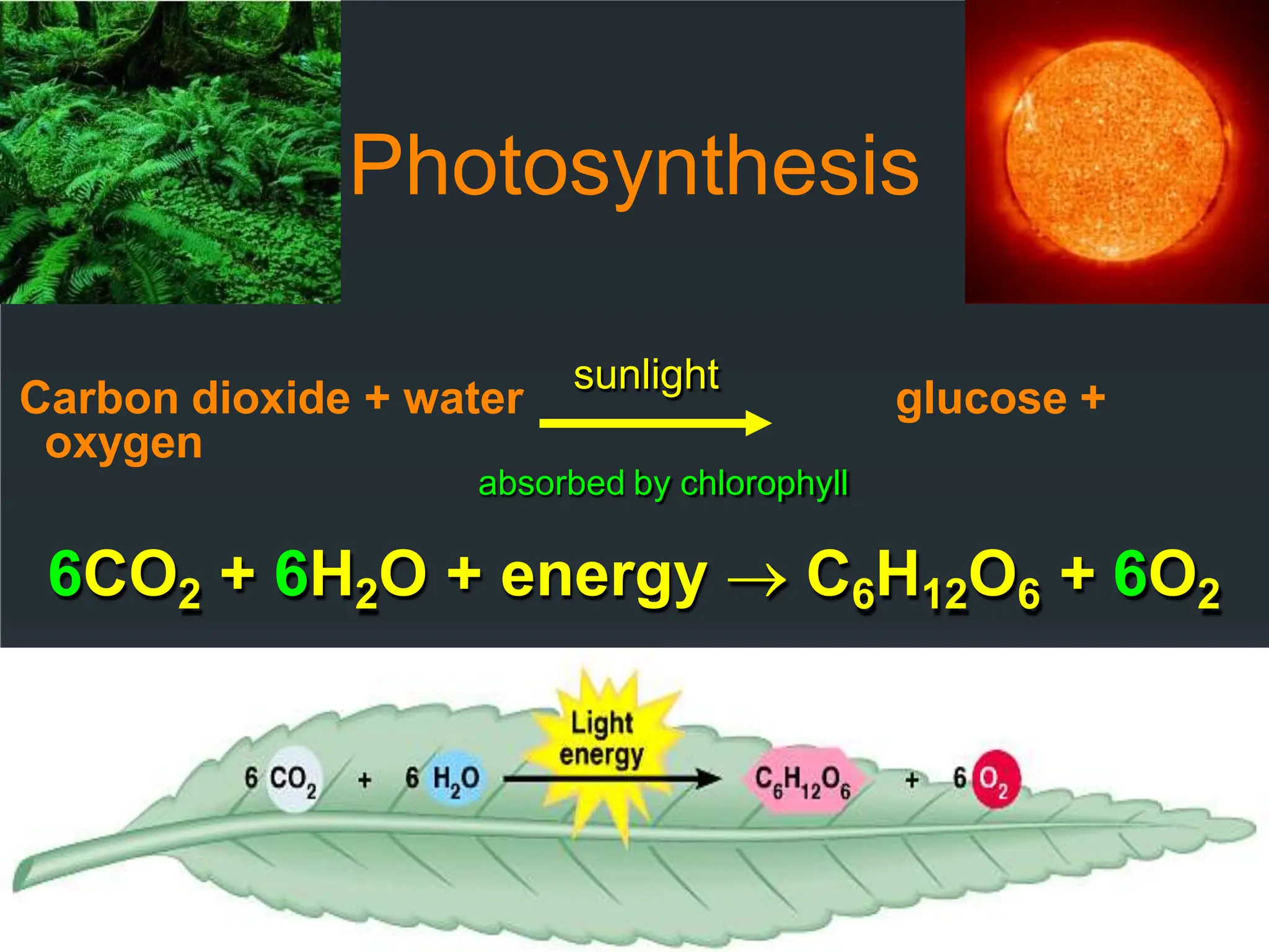Chapter-5-Photosynthesis stages and growth | PPT