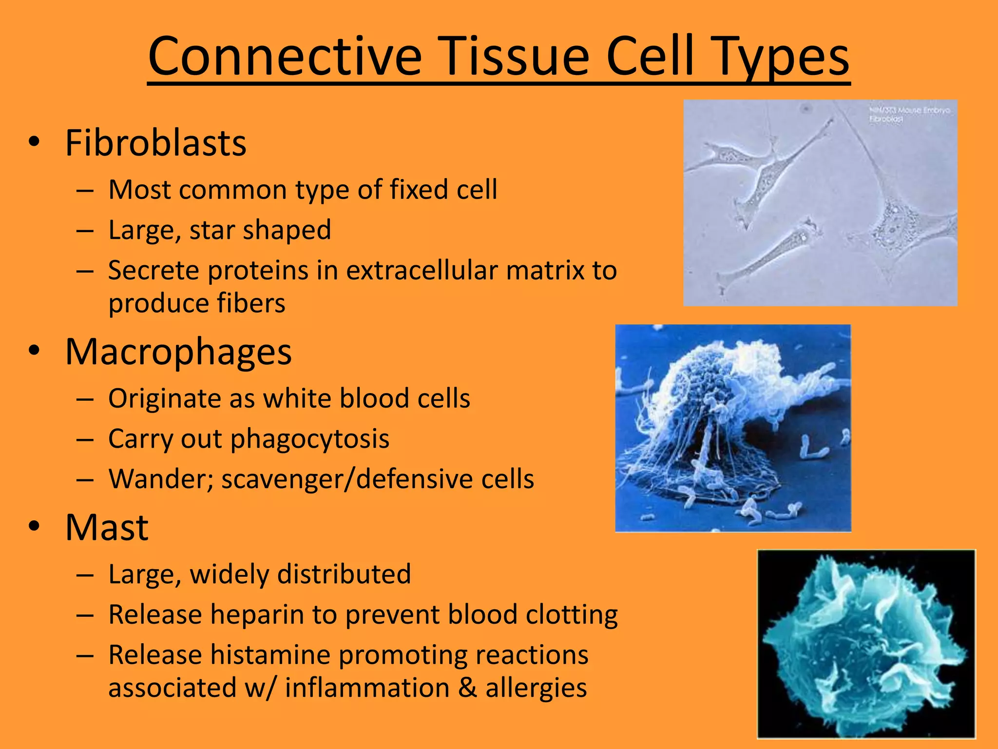 Chapter 5: Tissues | PPTX
